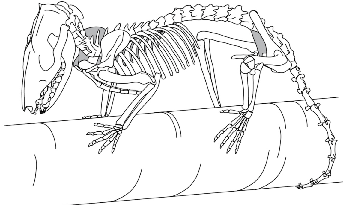 Throwing the Bones – Malcolm's Round Table